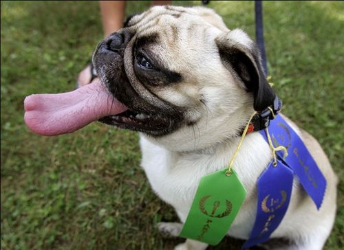 Award Winning Pug
